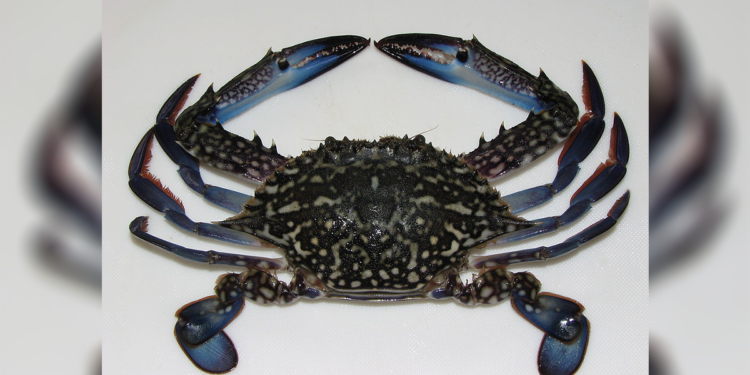 BFAR -MIMAROPA to pilot Blue Swimming Crab research in Palawan