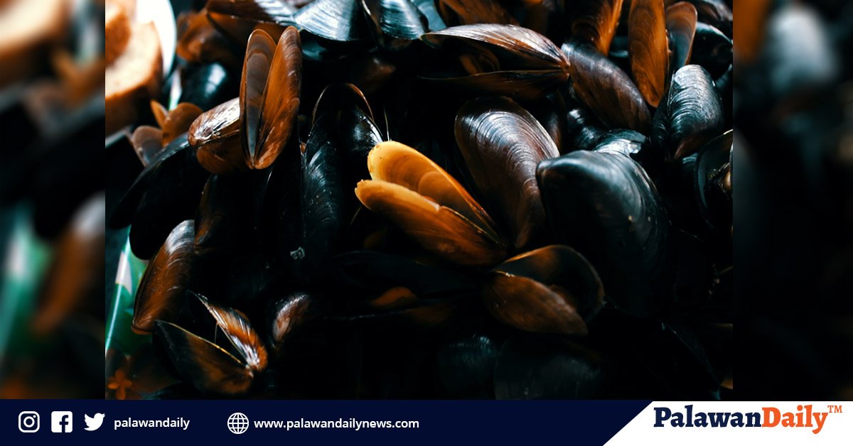 Puerto Princesa Bay remains free from red tide