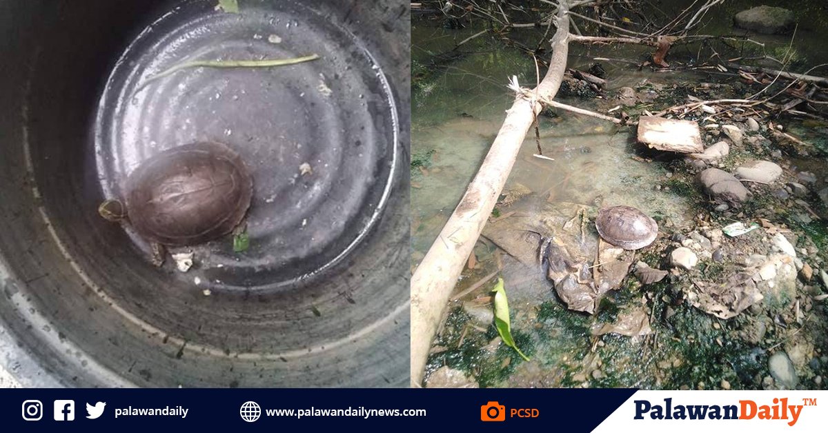 2 Asian Box Turtle, isinauli ng mga taga-lungsod ng Puerto Princesa sa ...