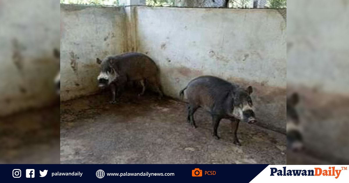 2 baboy damo, isinurender sa mga kinauukulan