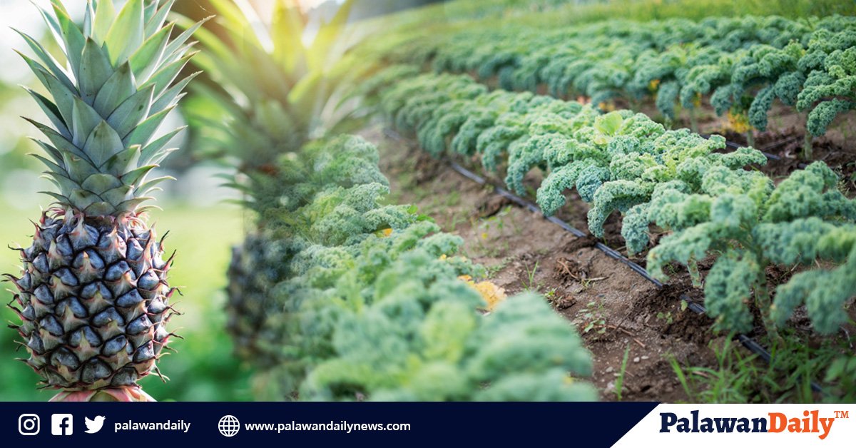 Palaweños urged to plant vegetable, fruit trees in support of tourism