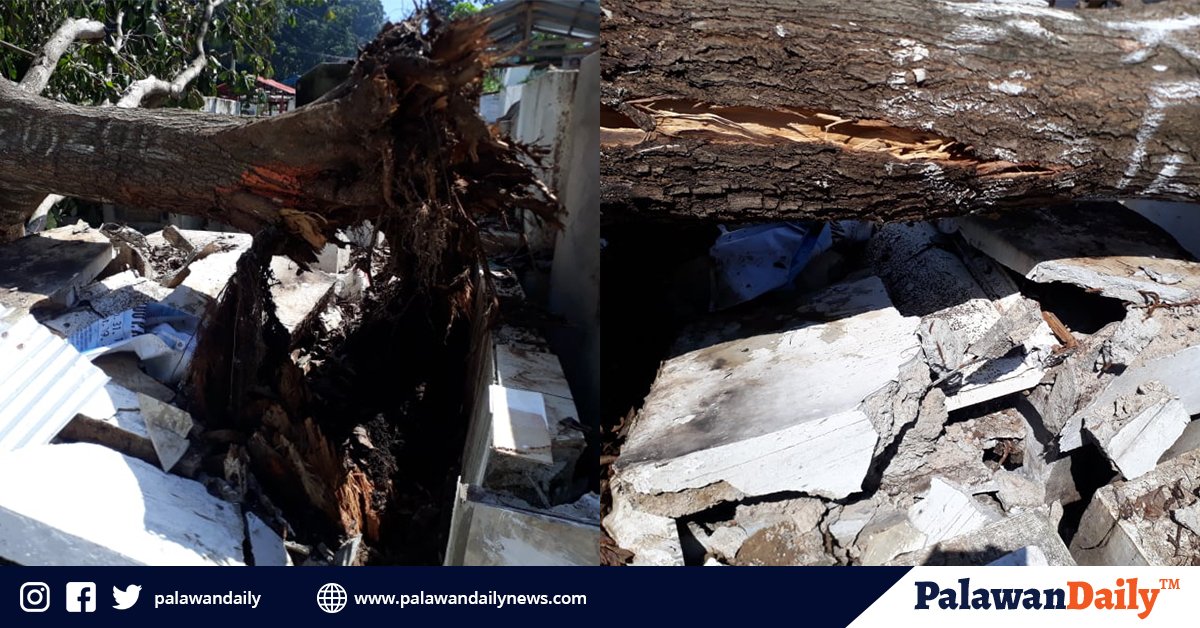 Ilang nitso sa PPC Public Cemetery, nabagsakan ng puno