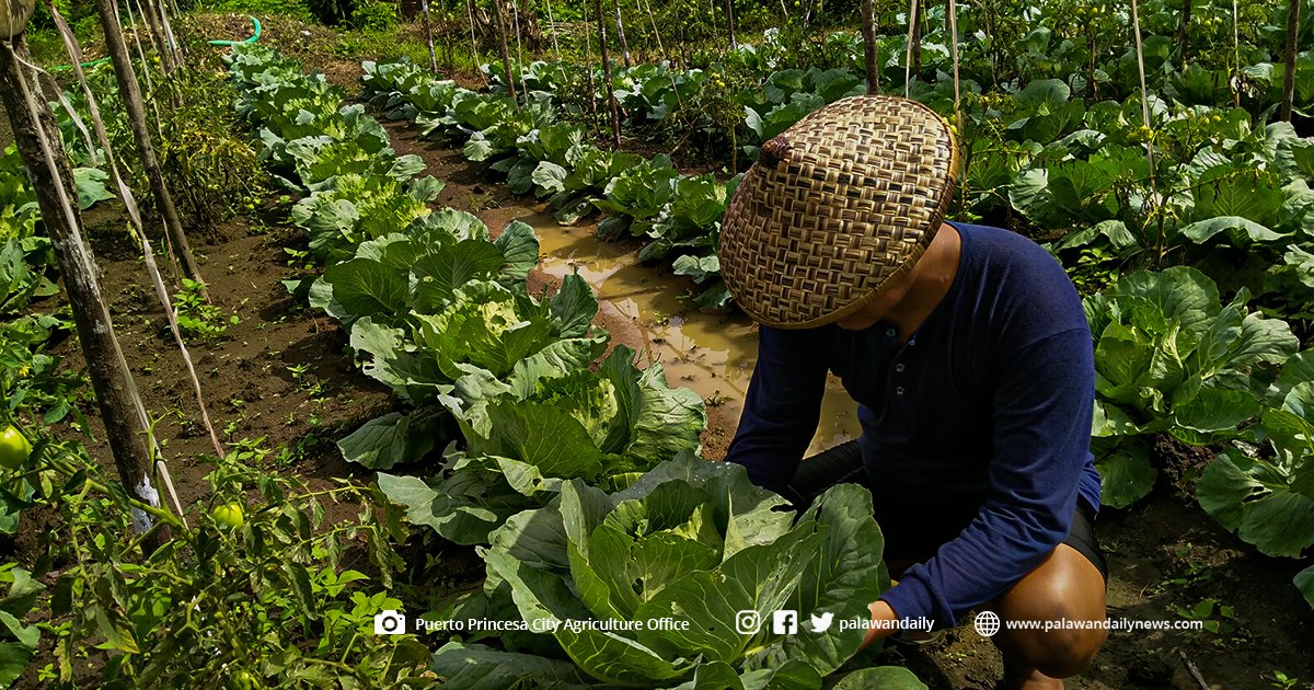 Barangay Salvacion farmers showcases highland vegetables