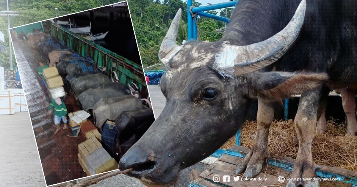 Provincial Vet, iginiit na dumaan sa legal proseso ang mga kalabaw bago ...