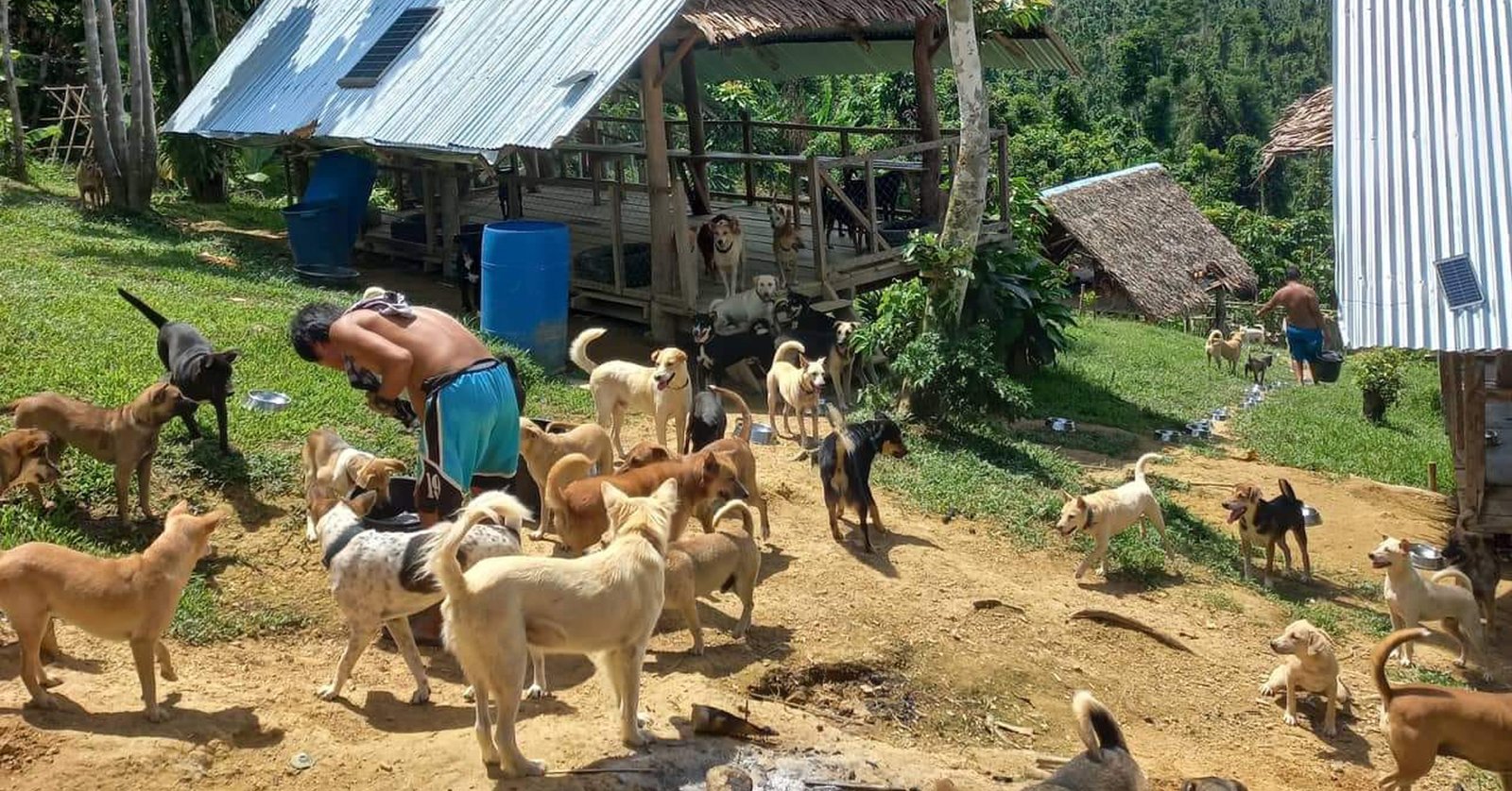 Paws of Hope: Inside Palawan's Street Dog Sanctuary