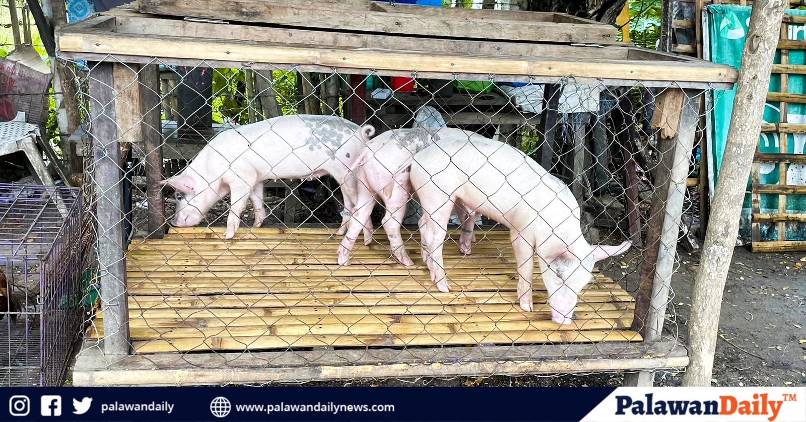 Palawan celebrates ASF-free status in Magsaysay and across the Province