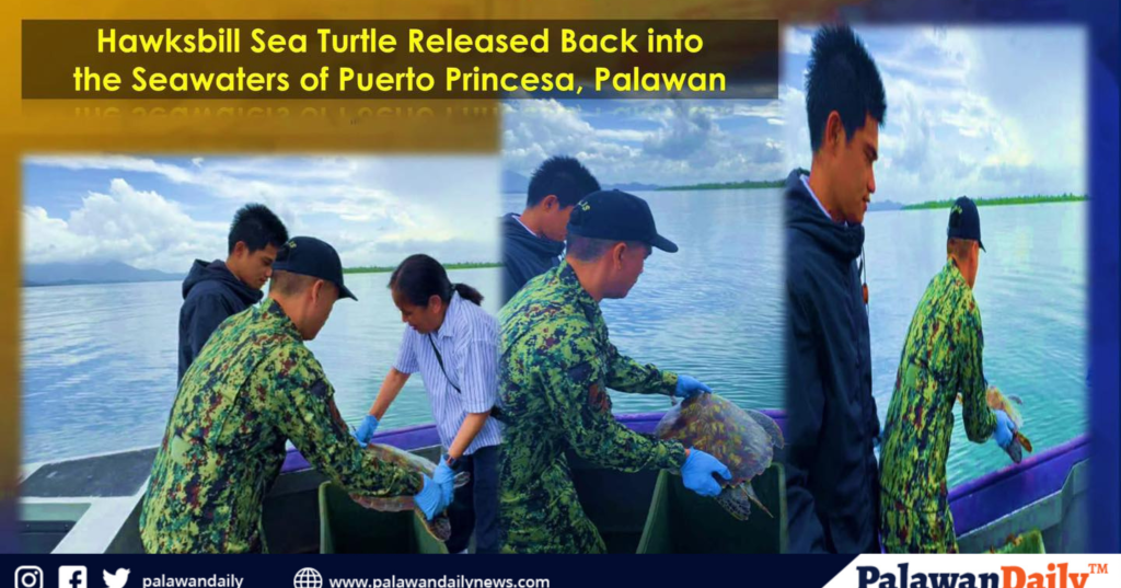 Endangered Hawksbill Sea Turtle rescued and released in Puerto Princesa