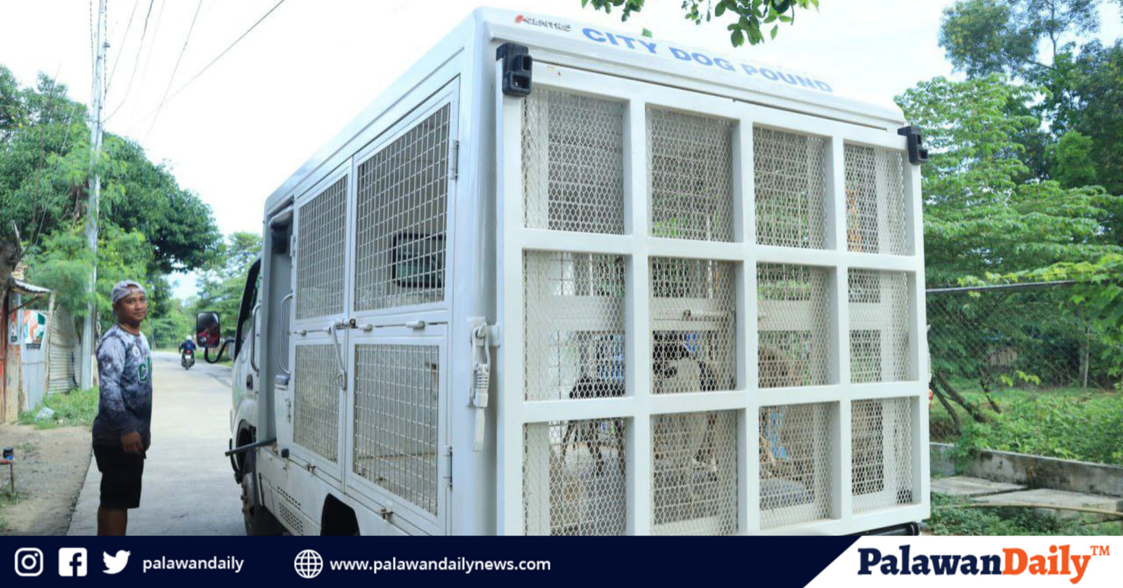 Surge in stray Dogs sparks calls for action