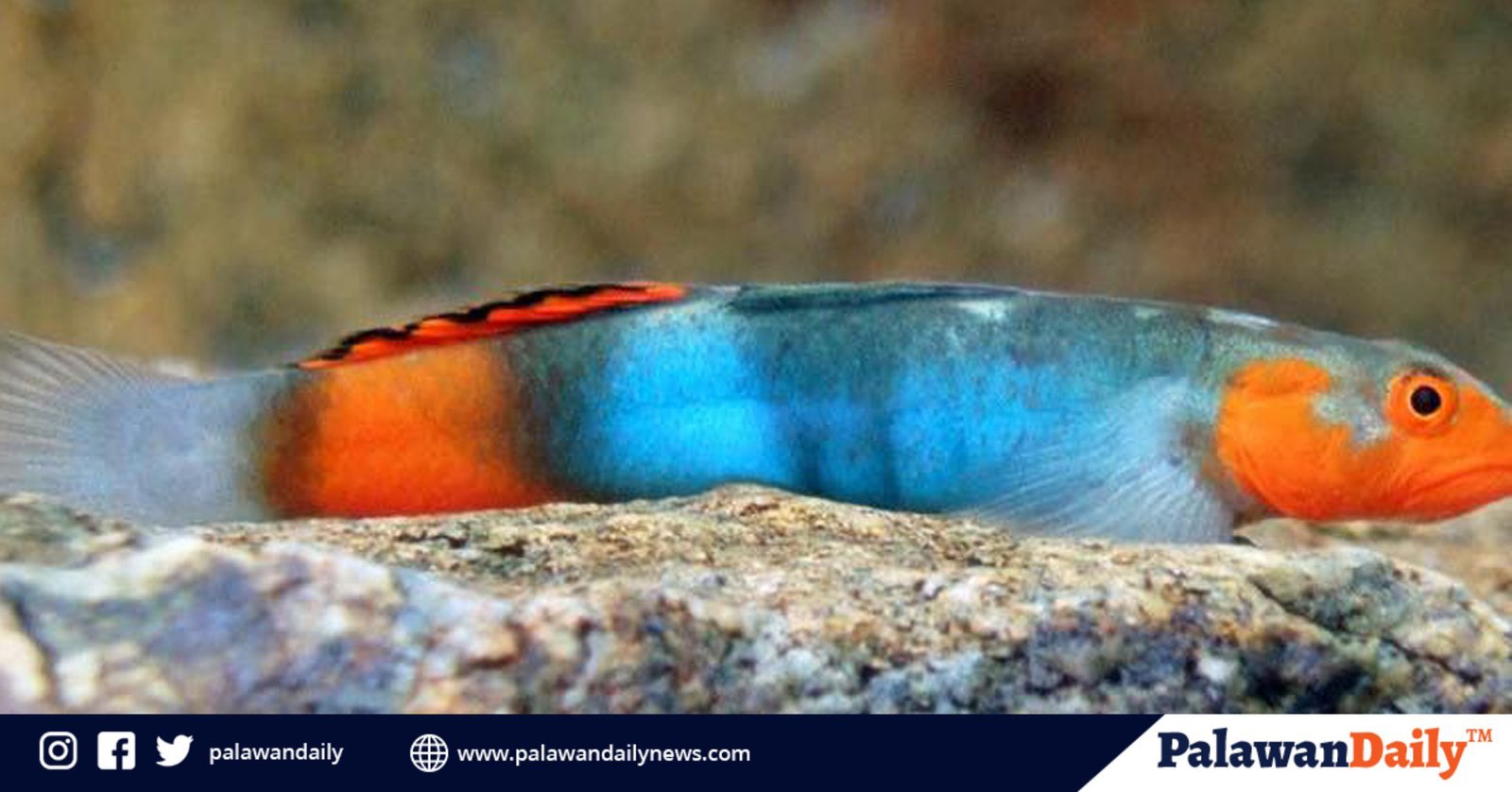 Three new Goby species discovered in Narra, Palawan and Okinawa
